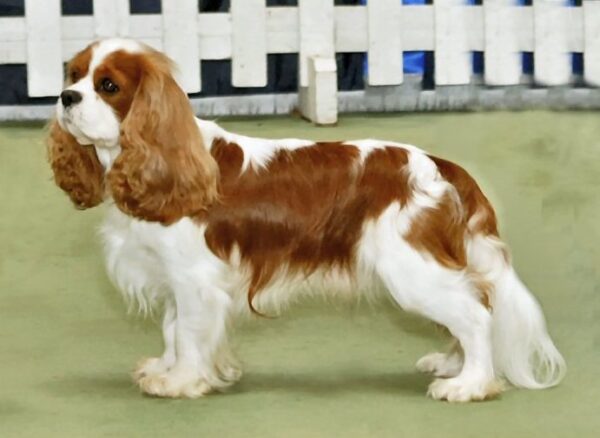 Best Cavalier King Charles Short Haircut Ideas! - We Love Doodles
