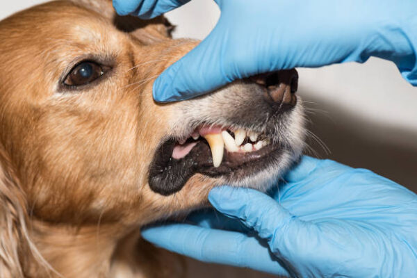 Hard Bump on Bridge of Dog’s Nose: Causes and How to Treat It!