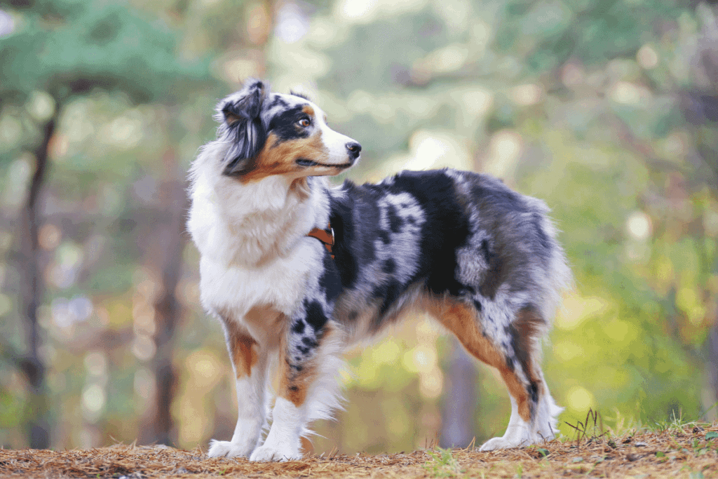 10 Best Australian Shepherd Haircut Styles - With Pictures! - We Love ...