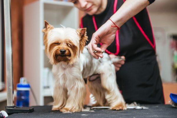 7 Best Types of Chipoo Haircuts - With Pictures! - We Love Doodles