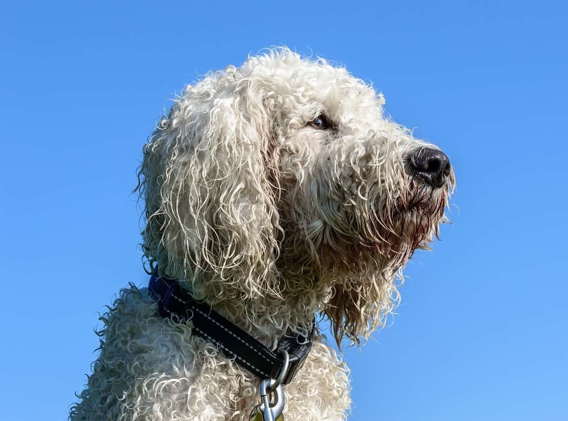 Goldendoodle Human Eyes: Why Do They Look Human? (2024) - We Love Doodles