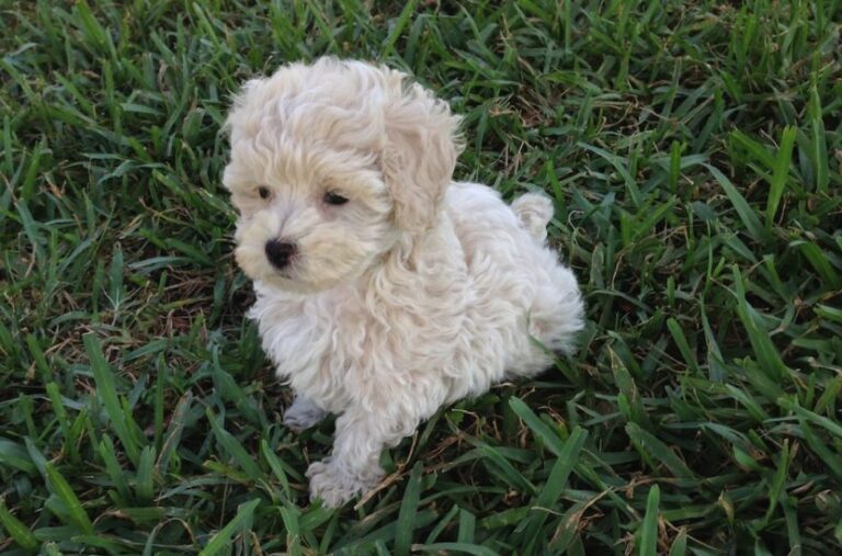 Maltipoo Tails: What You Need to Know! - We Love Doodles