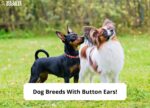 11 Dog Breeds With Button Ears! - We Love Doodles