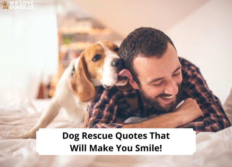 66 Dog Rescue Quotes That Will Make You Smile!