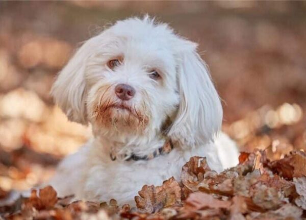 When Is a Havapoo Full Grown? - We Love Doodles