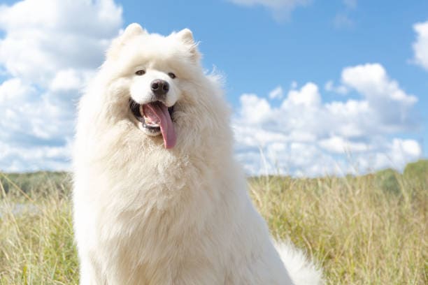 200 Best Fluffy Dog Names! - We Love Doodles
