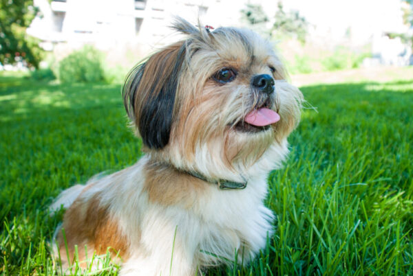 13 Best Shih Tzu Haircuts! (With Pictures) - We Love Doodles