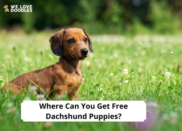 Where Can You Get Free Dachshund Puppies?