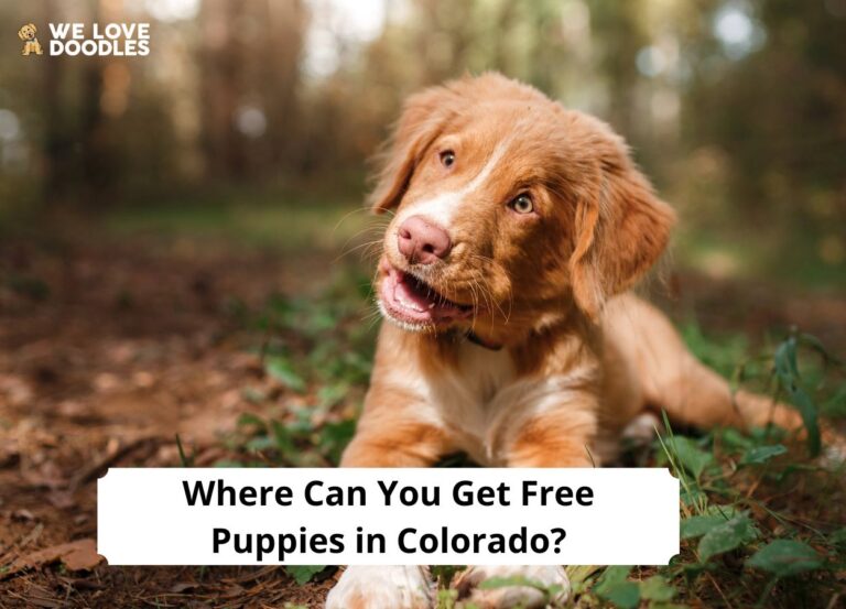 Where Can You Get Free Puppies in Colorado? - We Love Doodles