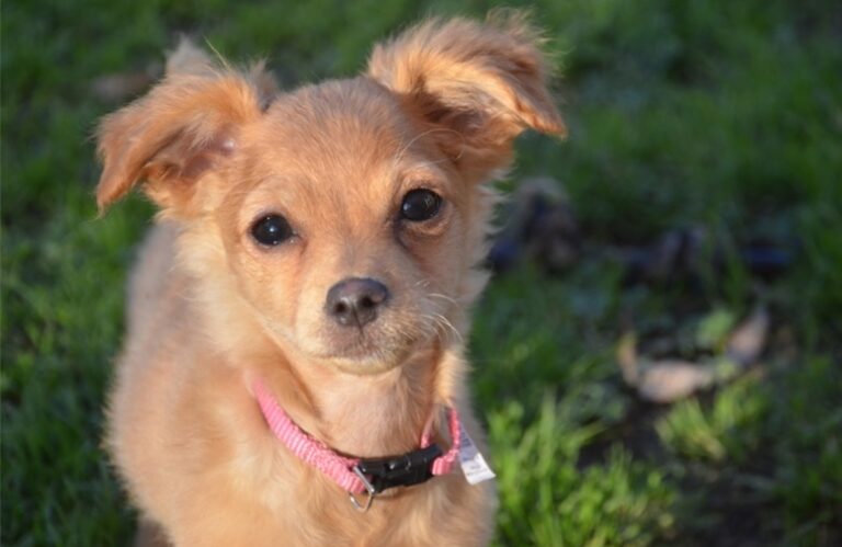 7 Best Types of Chipoo Haircuts - With Pictures! - We Love Doodles