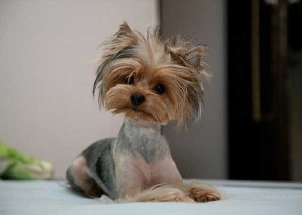 Best Male Yorkie Haircut Ideas!