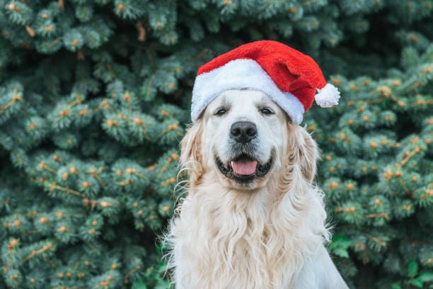 21+ Dog Christmas Quotes That Will Make Your Holidays! - We Love Doodles
