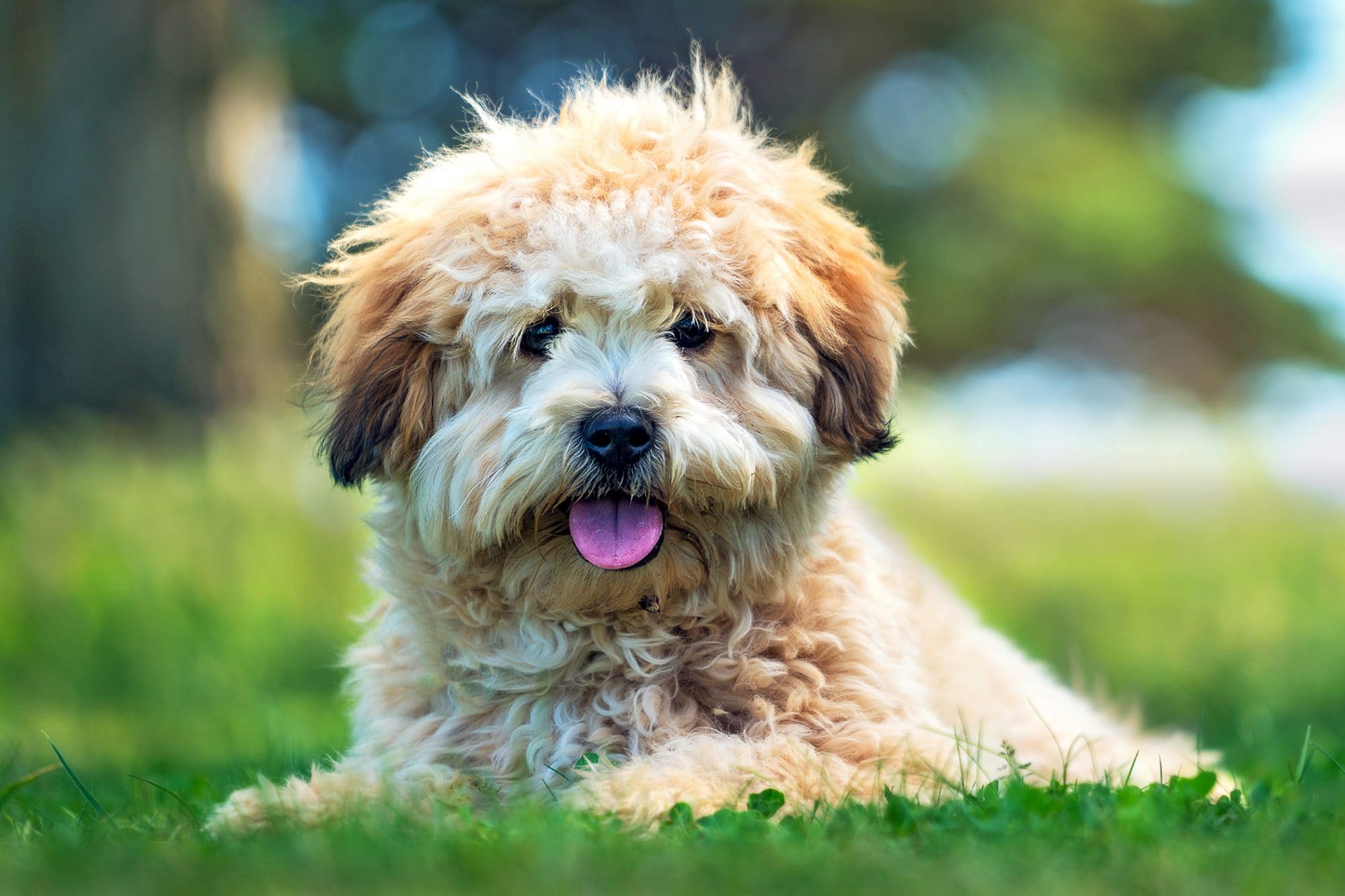 Most Common Shih Poo Colors: Black, White, Brown, Golden! (2024) - We ...