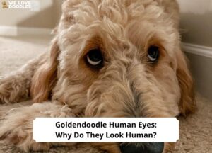Goldendoodle Human Eyes: Why Do They Look Human? (2024) - We Love Doodles