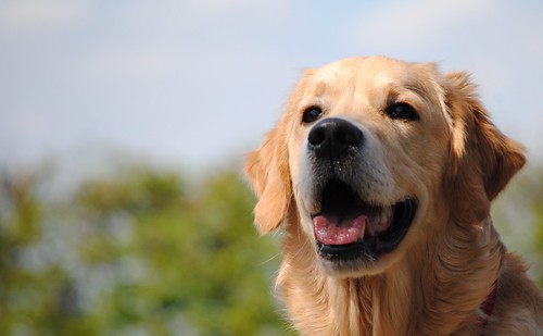 Hard Bump on Bridge of Dog’s Nose: Causes and How to Treat It!