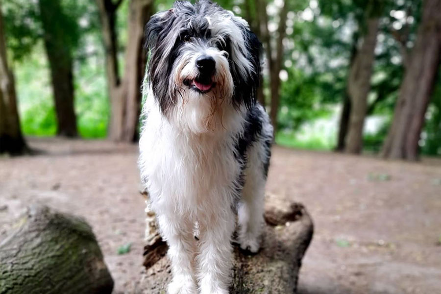 When Is a Bordoodle Fully Grown? + Growth Chart! - We Love Doodles