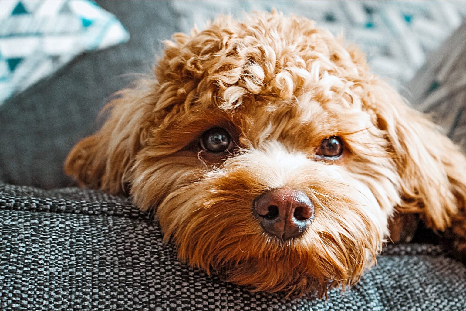 When Is a Havapoo Full Grown? - We Love Doodles