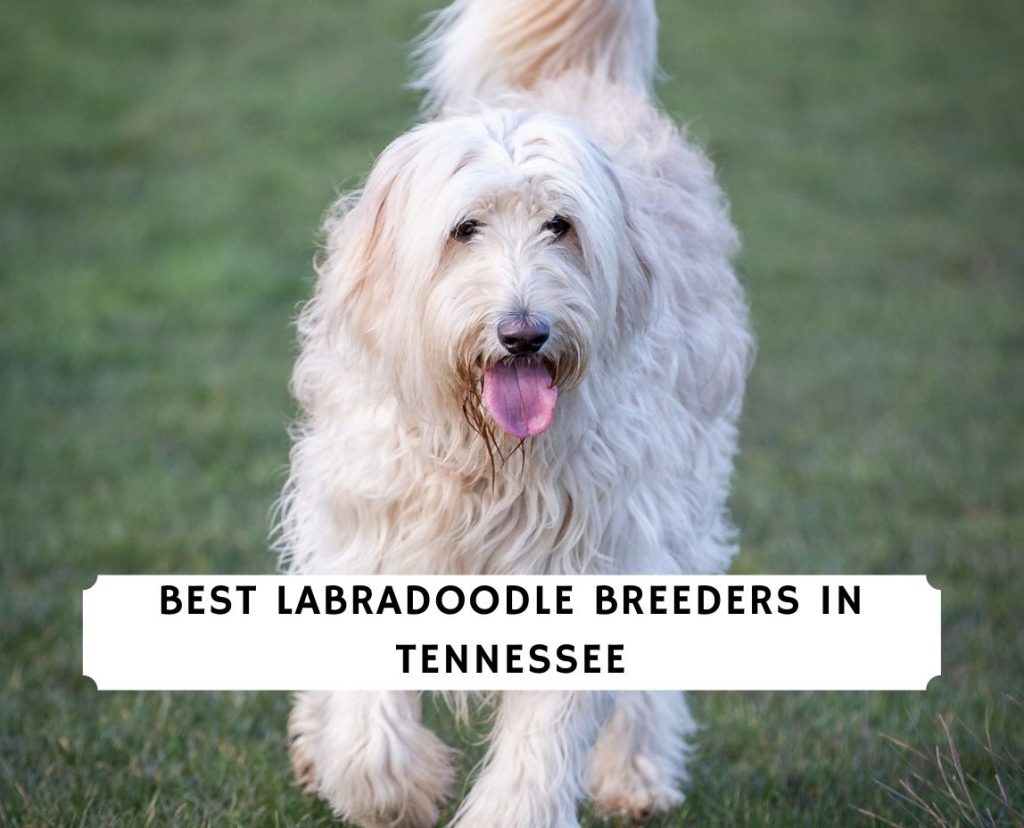 When Is a Pyredoodle Fully Grown? + Growth Chart! (2024) - We Love Doodles