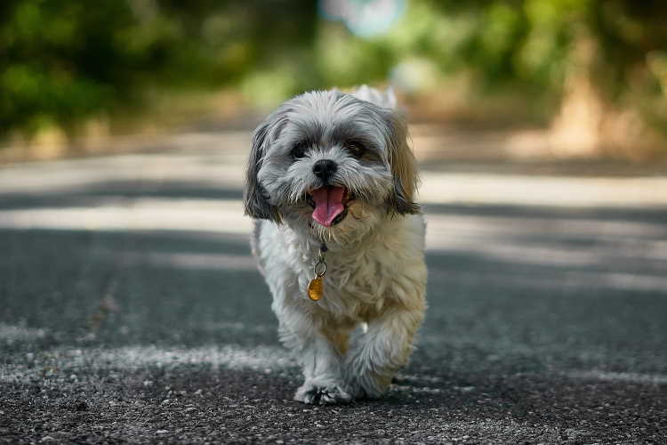 Common Shih Poo Health Problems - Everything You Need to Know! - We ...