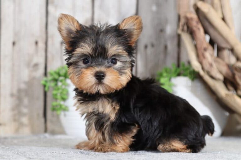 Yorkie Teddy Bear Haircut Pictures & Styles!
