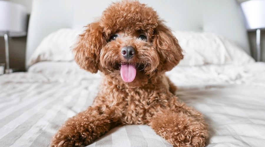 14 Best Mini Poodle Haircut Styles! (2023) - We Love Doodles