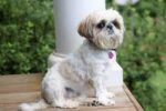 When Is a Shih Poo Full-Grown? (In Both Weight and Length)