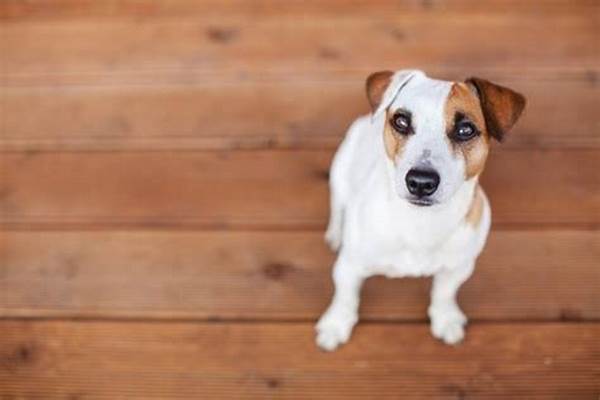 Is Lemon Balm Safe for Dogs? - We Love Doodles