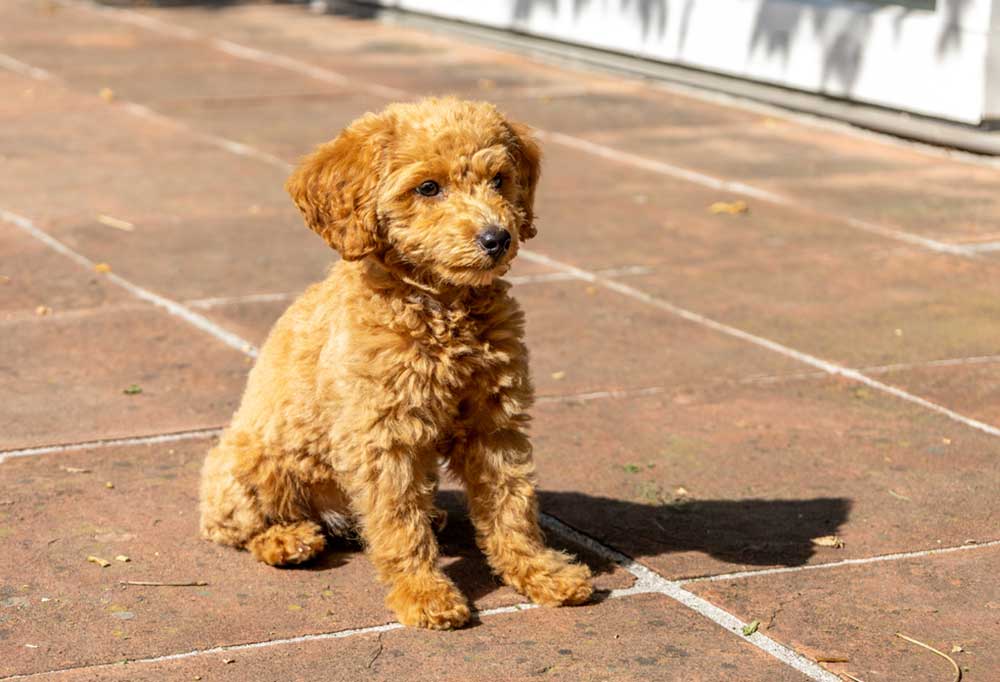 When Is a Teacup Poodle Fully Grown? - We Love Doodles