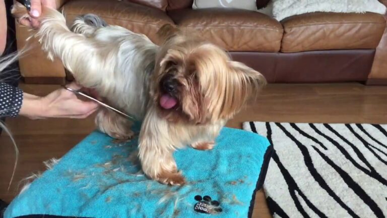 9 Best Short Yorkie Haircut Styles! (With Pictures) - We Love Doodles
