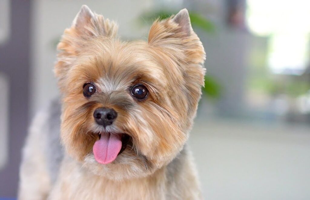 Yorkie Teddy Bear Haircut Pictures & Styles! - We Love Doodles