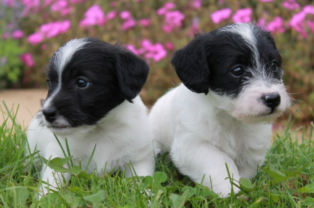 When Is a Jackapoo Fully Grown? + Growth Chart! (2024) - We Love Doodles