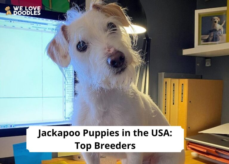 Jackapoo Puppies in the USA: Top 6 Breeders!