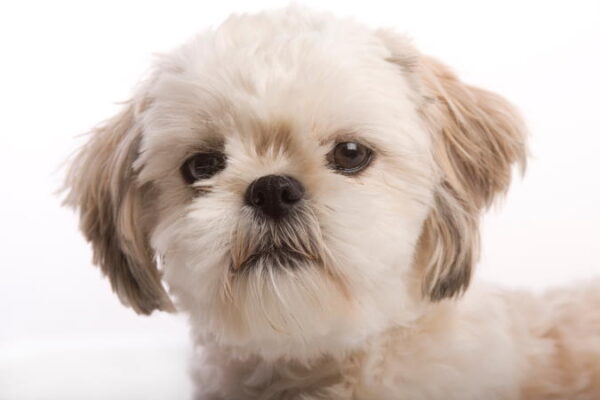 13 Best Shih Tzu Haircuts! (With Pictures) - We Love Doodles