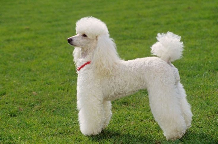 14 Best Mini Poodle Haircut Styles! (2023) - We Love Doodles
