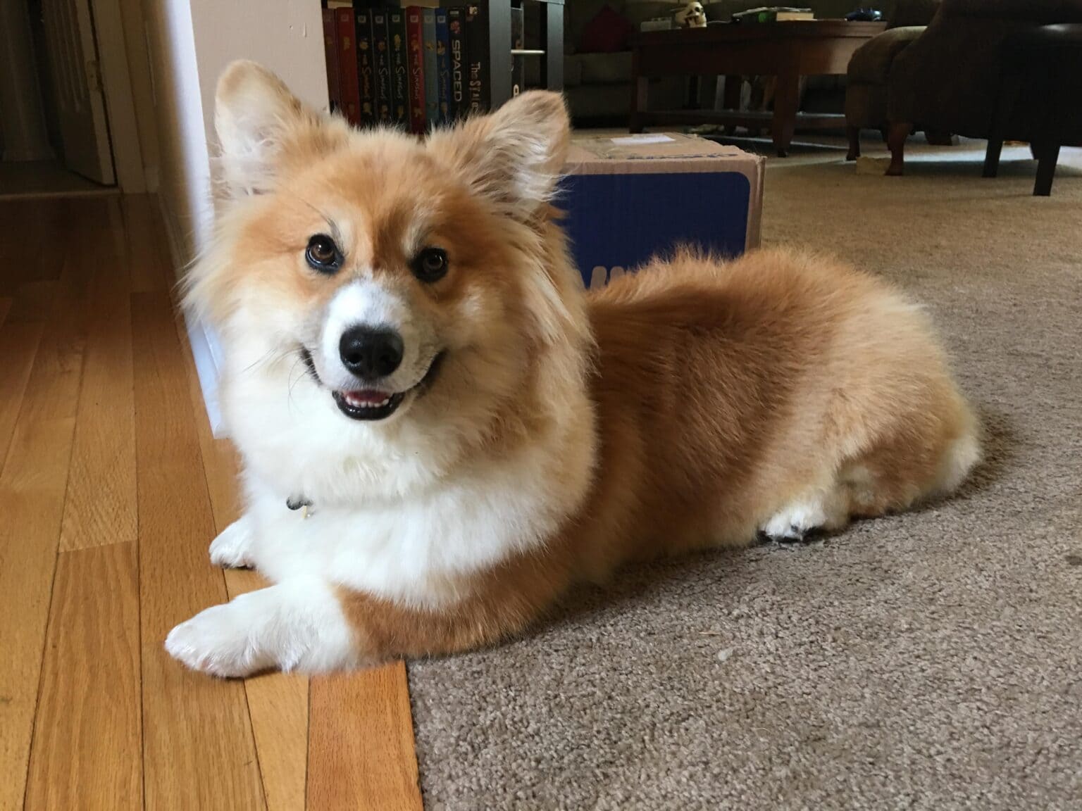 8 Best Corgi Haircut Styles - With Pictures! - We Love Doodles