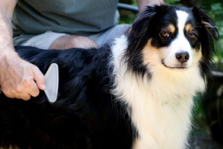 10 Best Australian Shepherd Haircut Styles - With Pictures! - We Love ...