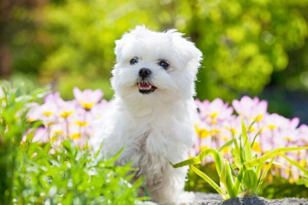 Malshi Puppies for Sale – Top 5 Breeders!