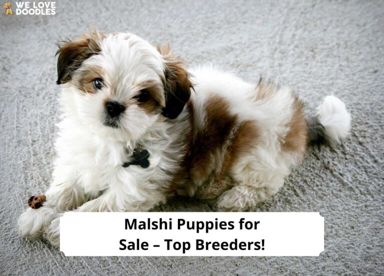 Malshi Puppies for Sale – Top 5 Breeders! - We Love Doodles