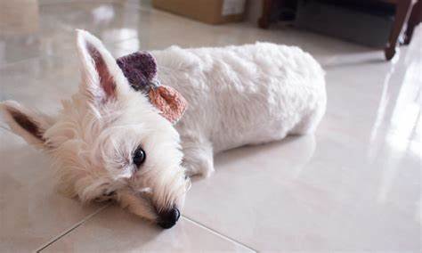 Maltipoo Tails: What You Need to Know! - We Love Doodles