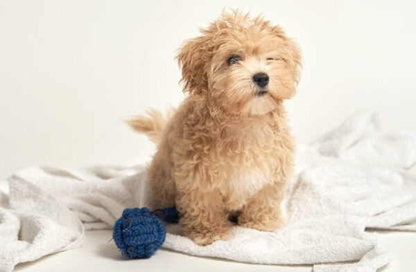 Maltipoo Tails: What You Need to Know! - We Love Doodles