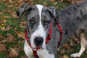 11 Best Great Dane Rescues in the United States! - We Love Doodles