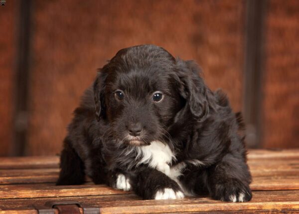 Bordoodle Sizes: Mini, Medium, & Standard! (2024) - We Love Doodles