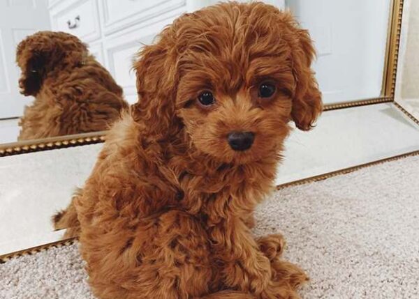 Poochon Sizes: Teacup, Toy, Mini, & Standard!