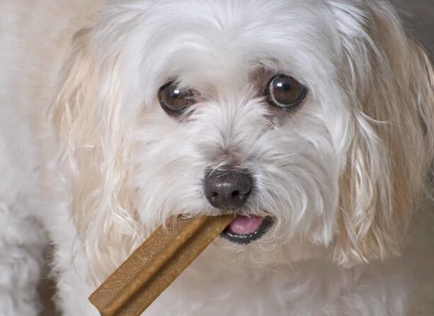 7 Best Types Of Chipoo Haircuts With Pictures We Love Doodles