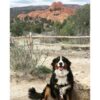 60+ Best Mountain Dog Names: Unique and Popular! - We Love Doodles