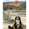 60+ Best Mountain Dog Names: Unique and Popular! - We Love Doodles
