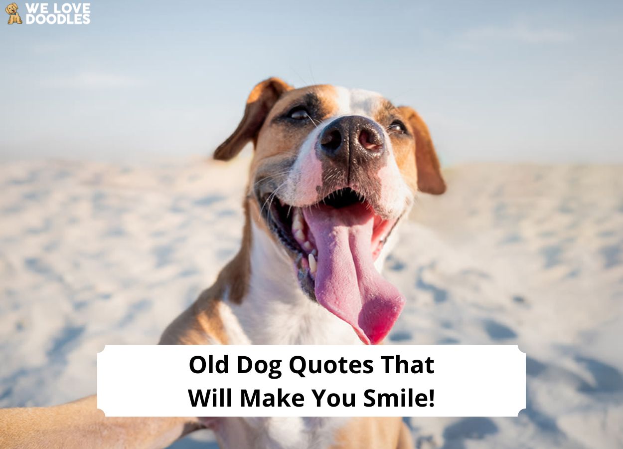 50 Old Dog Quotes That Will Make You Smile 2024 We Love Doodles