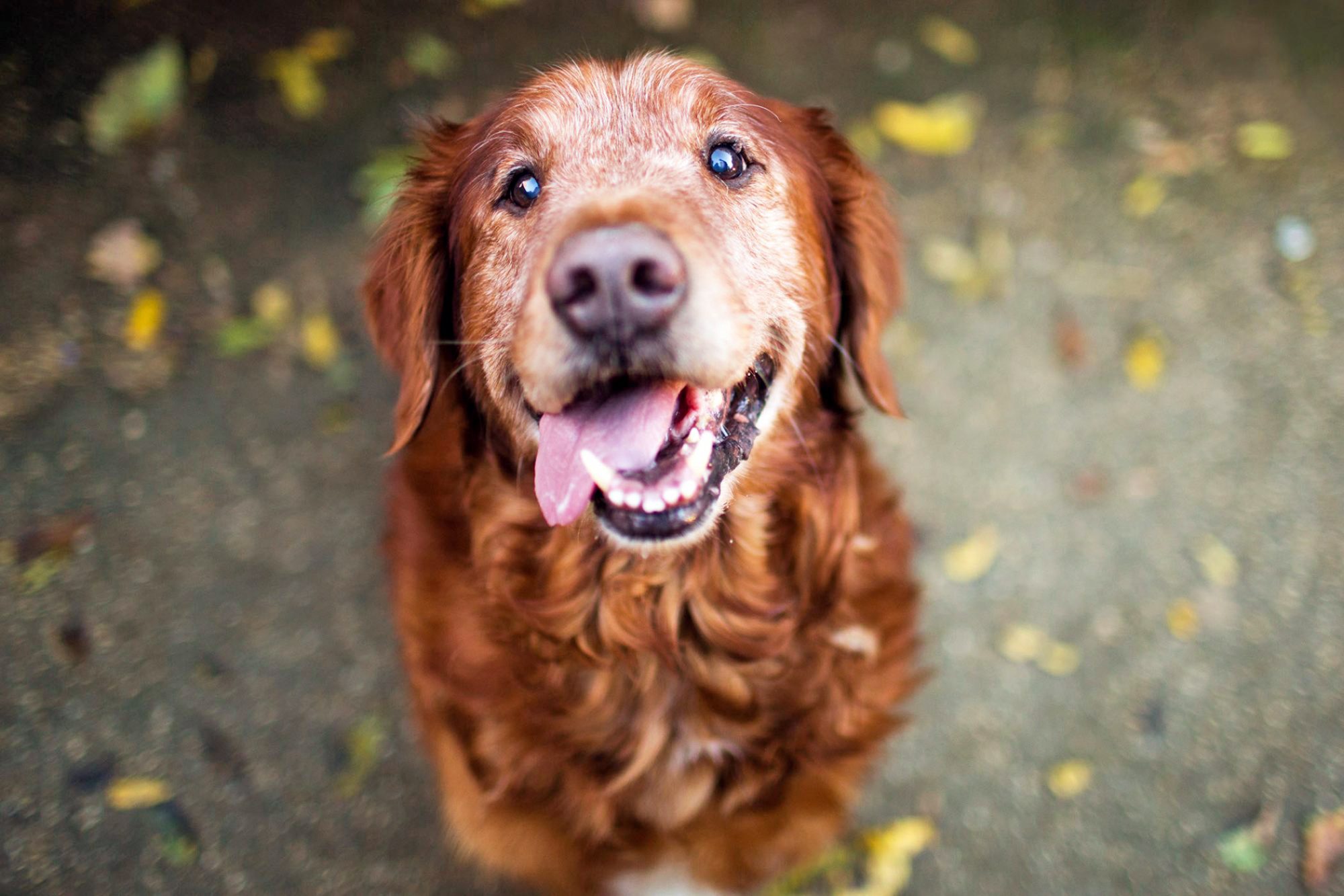 50+ Old Dog Quotes That Will Make You Smile! - We Love Doodles