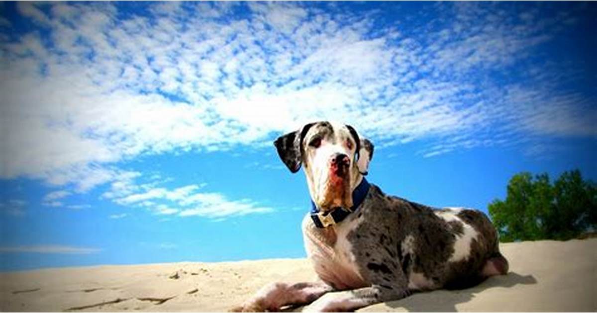 11 Best Great Dane Rescues in the United States! - We Love Doodles