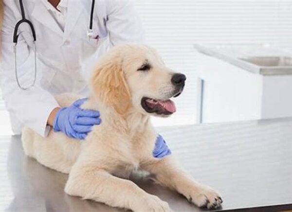 Hard Bump on Bridge of Dog's Nose: Causes and How to Treat It! - We ...